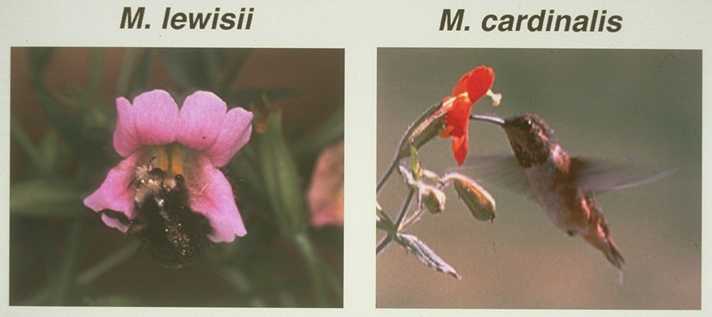 Genetics And Evolution Of Reproductive Isolation In Mimulus